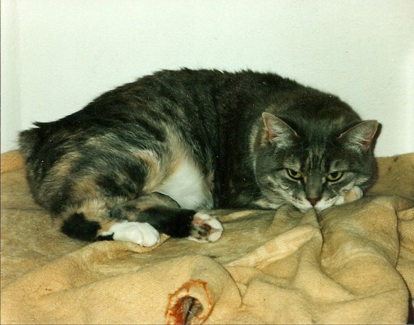 Reverend Arthur Broome Founder of RSPCA (Part One) | Animals Matter to God